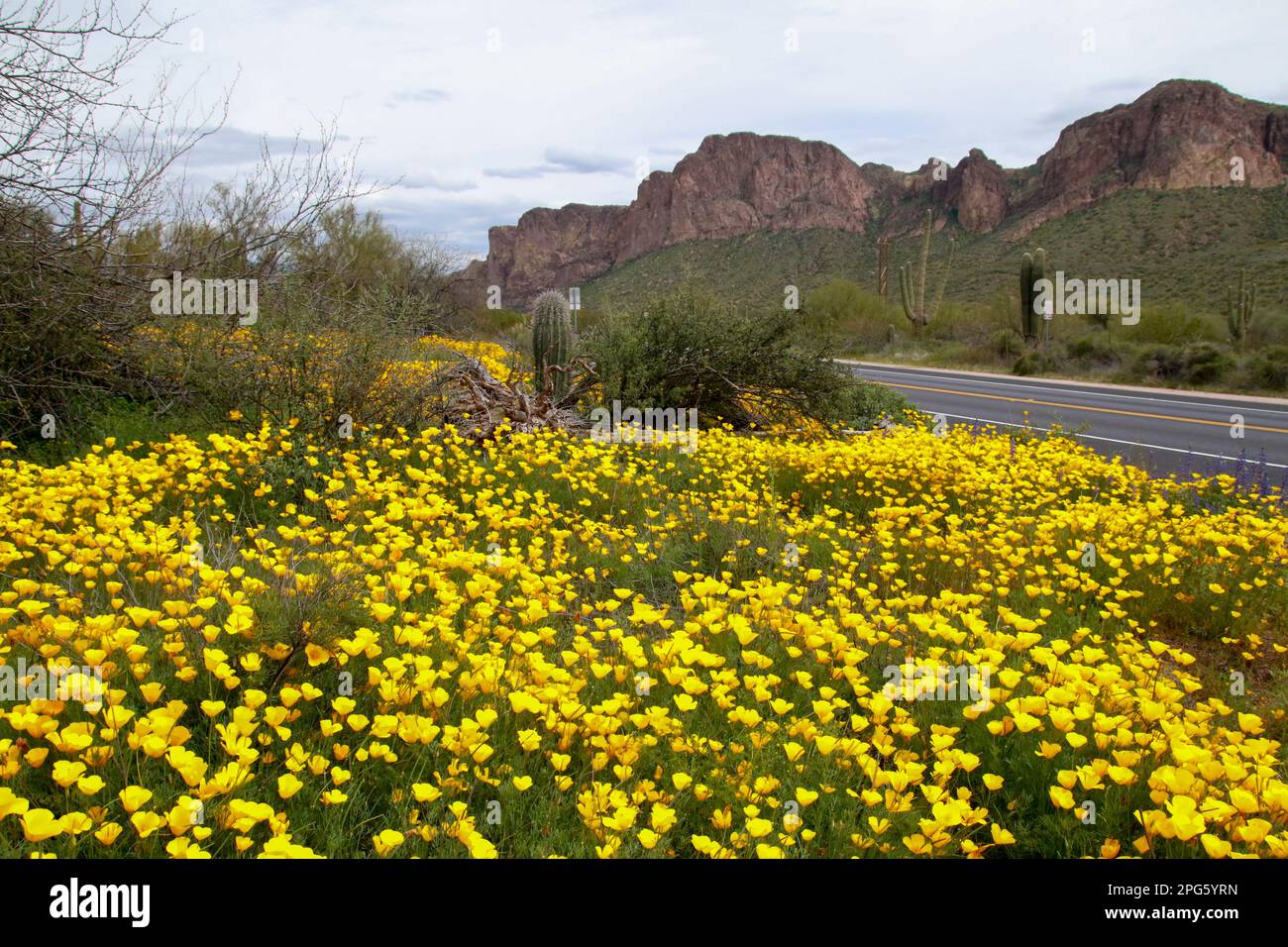 Wildflowers in bloom along Bush Highway in Mesa, Arizona on the 1st day ...