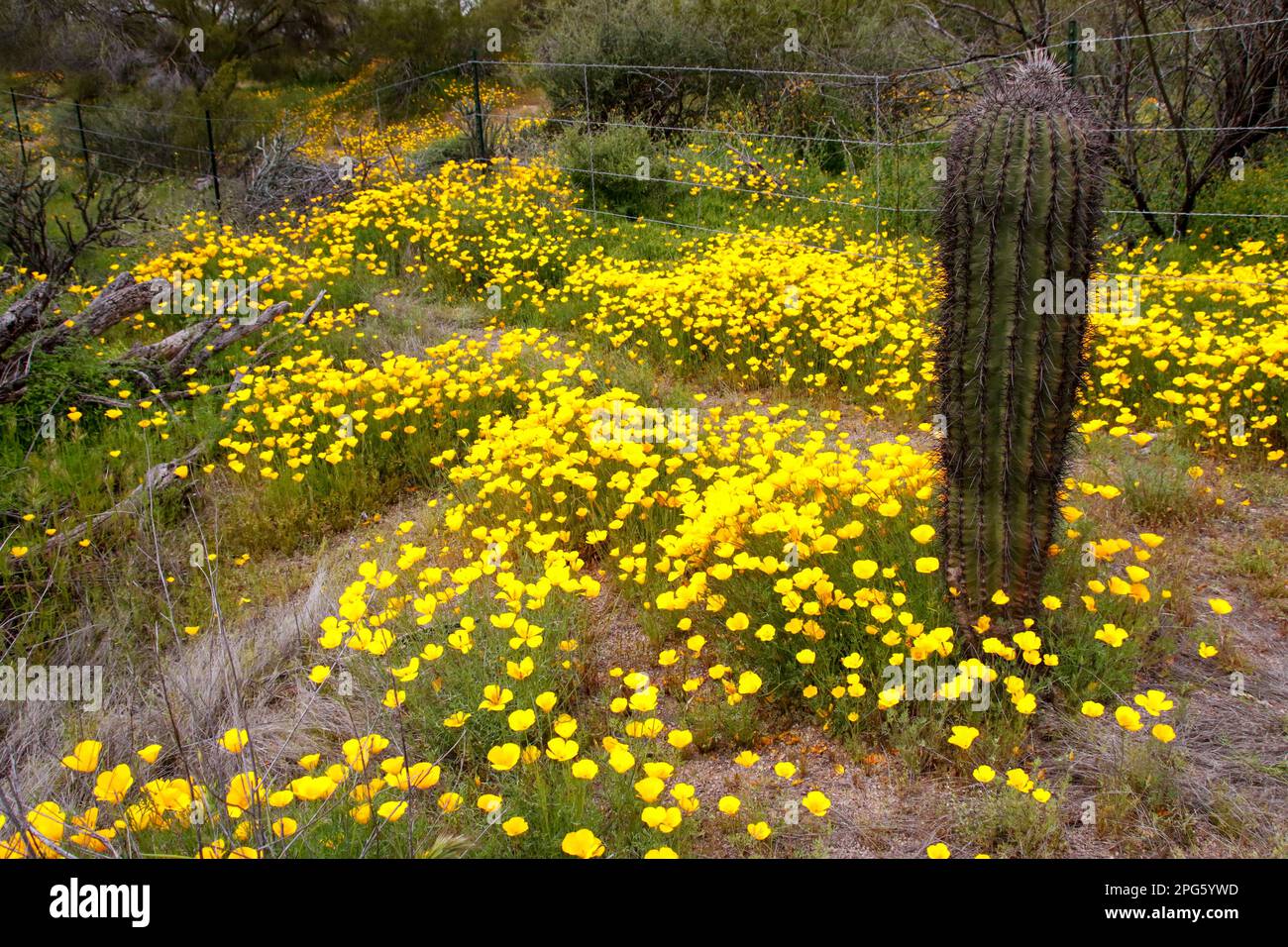 Wildflowers in bloom along Bush Highway in Mesa, Arizona on the 1st day ...
