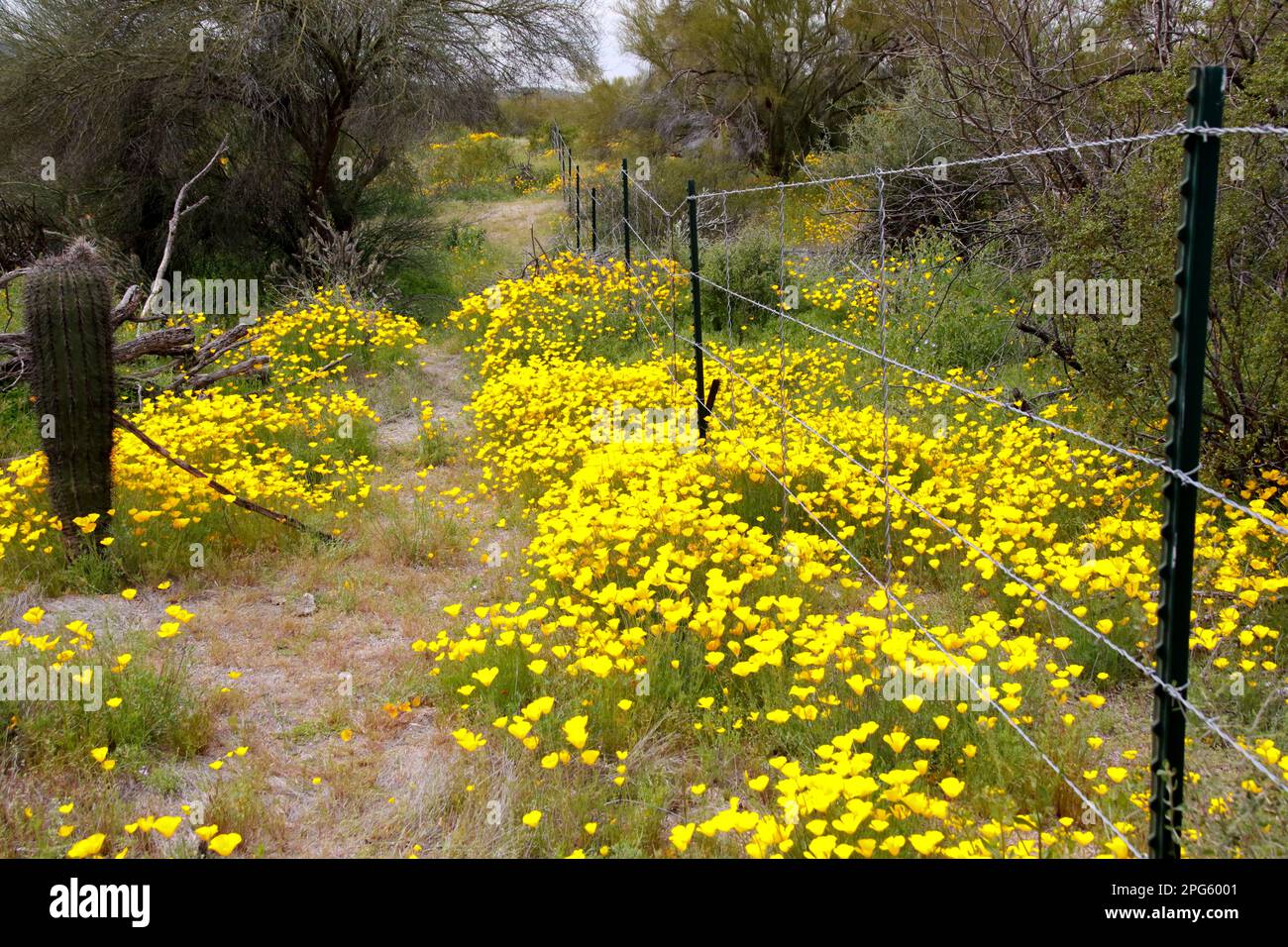 Wildflowers in bloom along Bush Highway in Mesa, Arizona on the 1st day ...