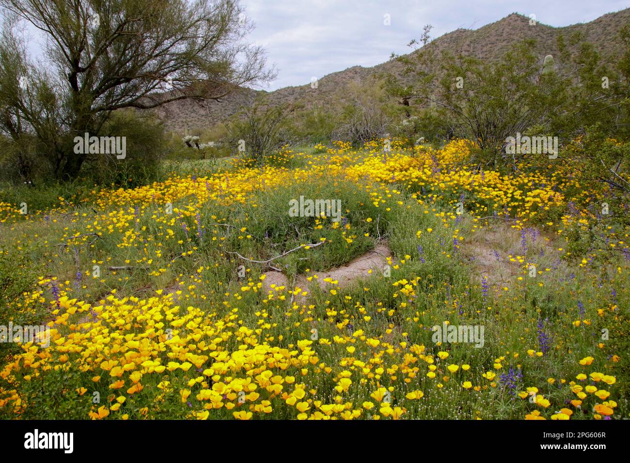 Wildflowers in bloom along Bush Highway in Mesa, Arizona on the 1st day ...