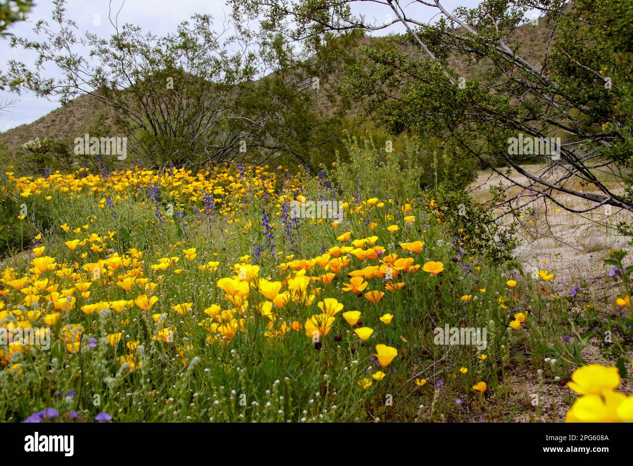Wildflowers in bloom along Bush Highway in Mesa, Arizona on the 1st day ...