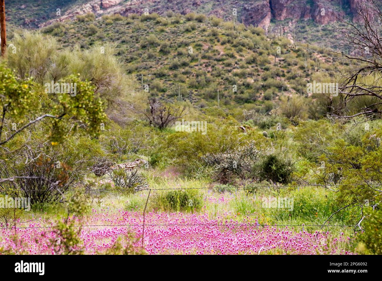Wildflowers in bloom along Bush Highway in Mesa, Arizona on the 1st day ...