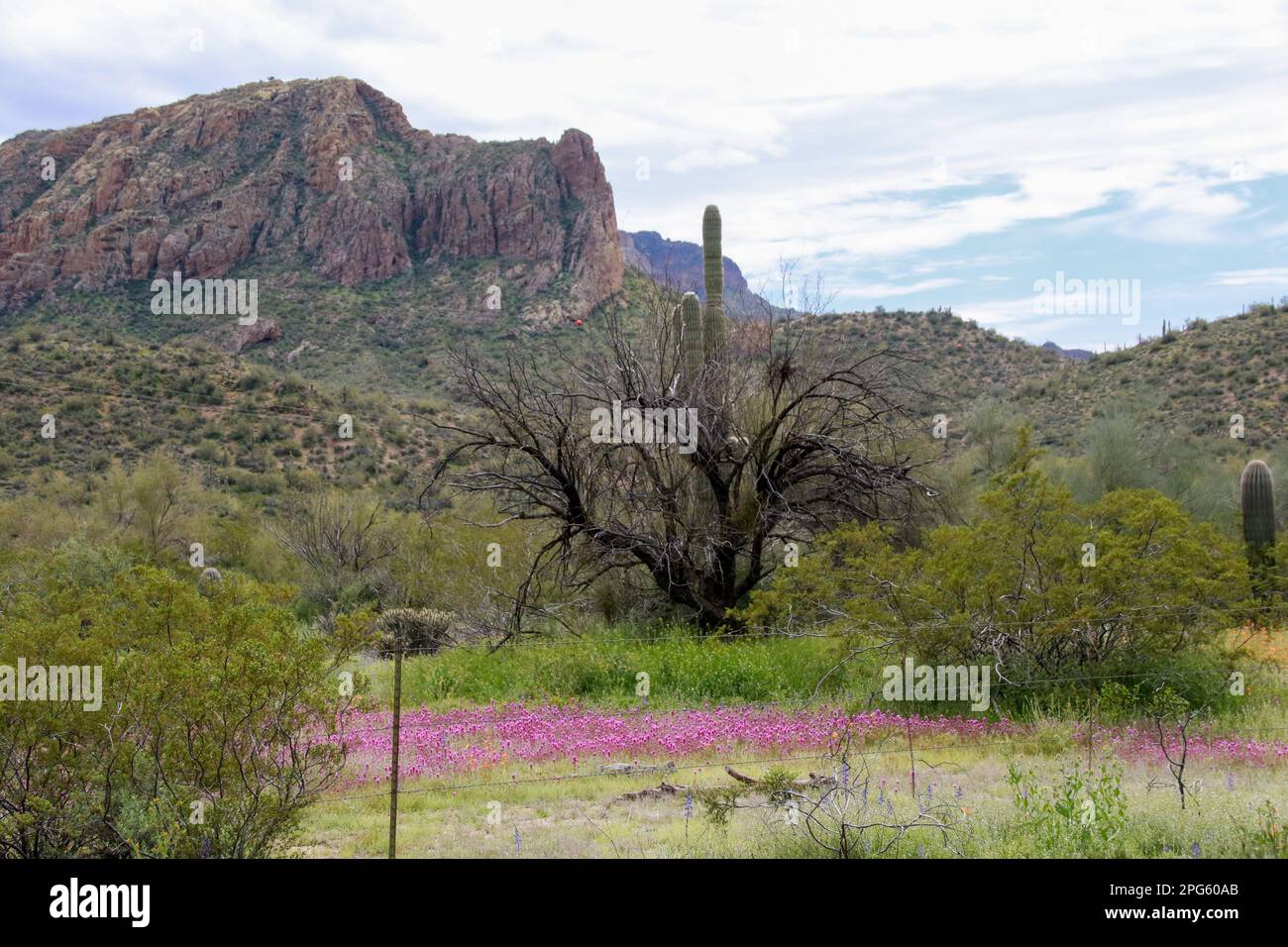 Wildflowers in bloom along Bush Highway in Mesa, Arizona on the 1st day ...