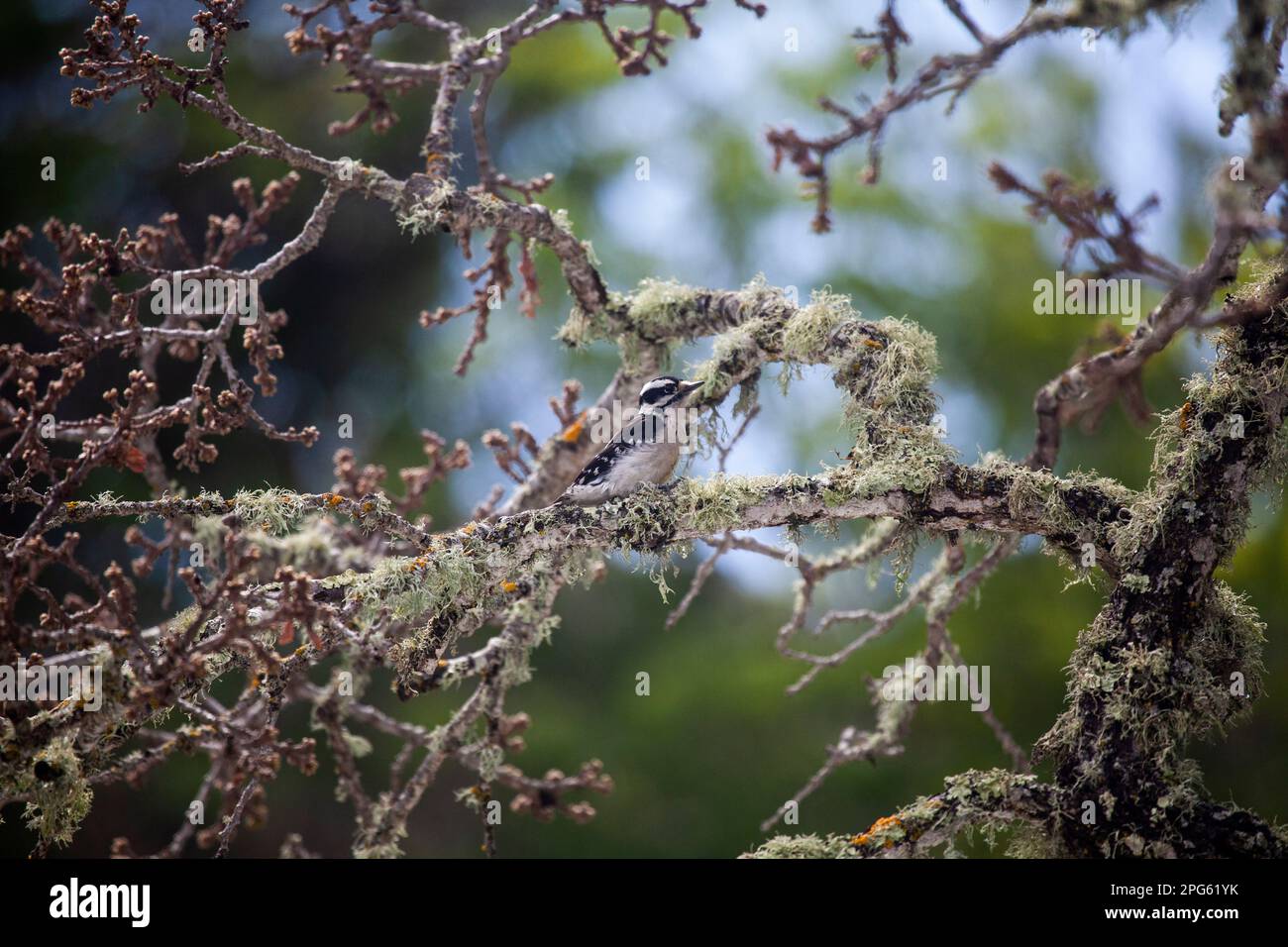 Downy oak forest hi-res stock photography and images - Alamy