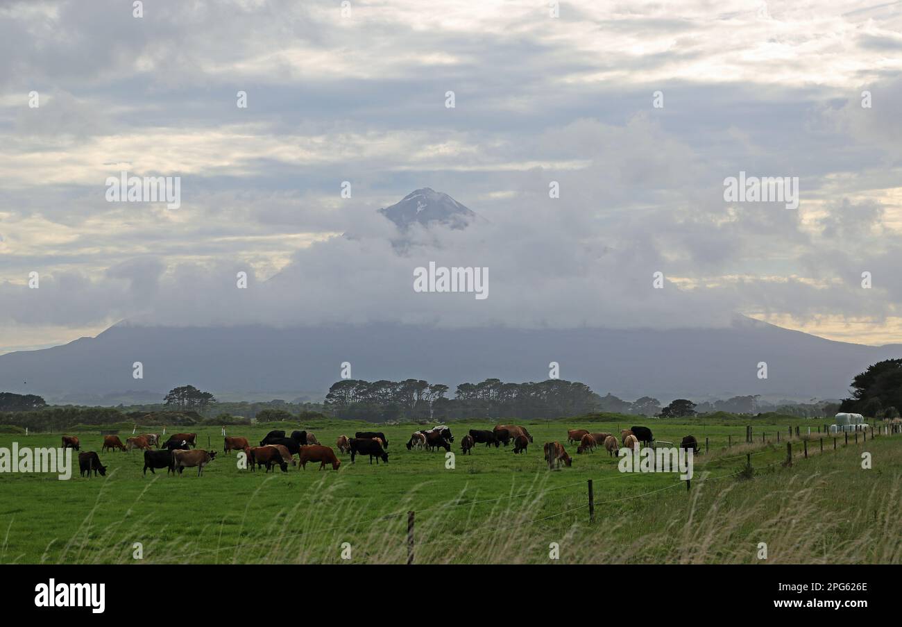 Cattle and volcano - New Zealand Stock Photo - Alamy