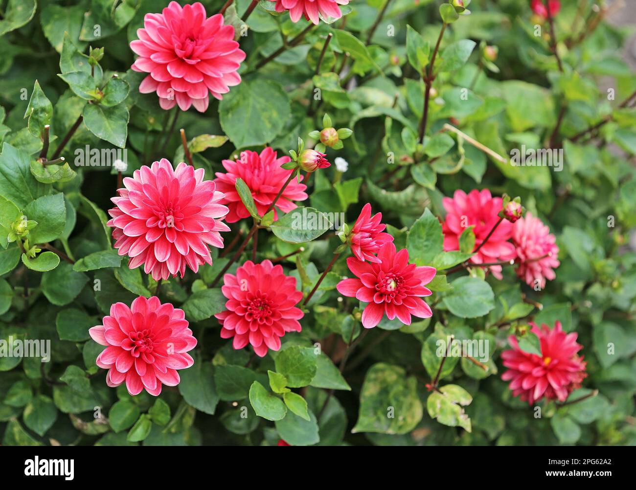 Red Dahlia flowers Stock Photo - Alamy
