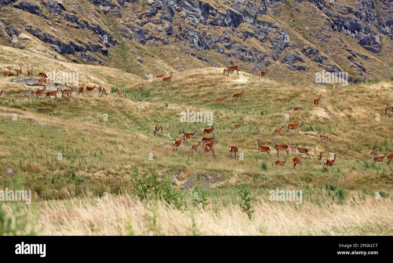 Red deer farm - New Zealand Stock Photo - Alamy