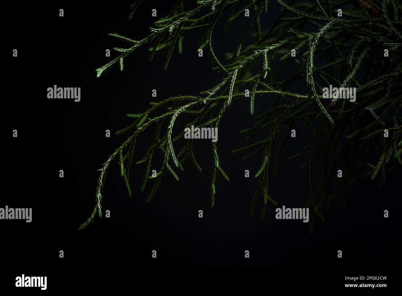 Close up dark green conifer leaves dark background Stock Photo - Alamy
