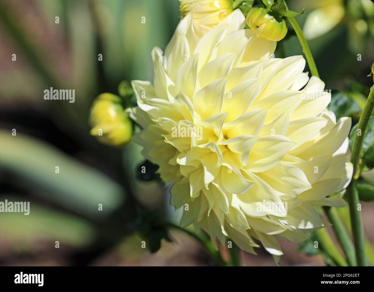 Side view of ivory Dahlia Stock Photo - Alamy