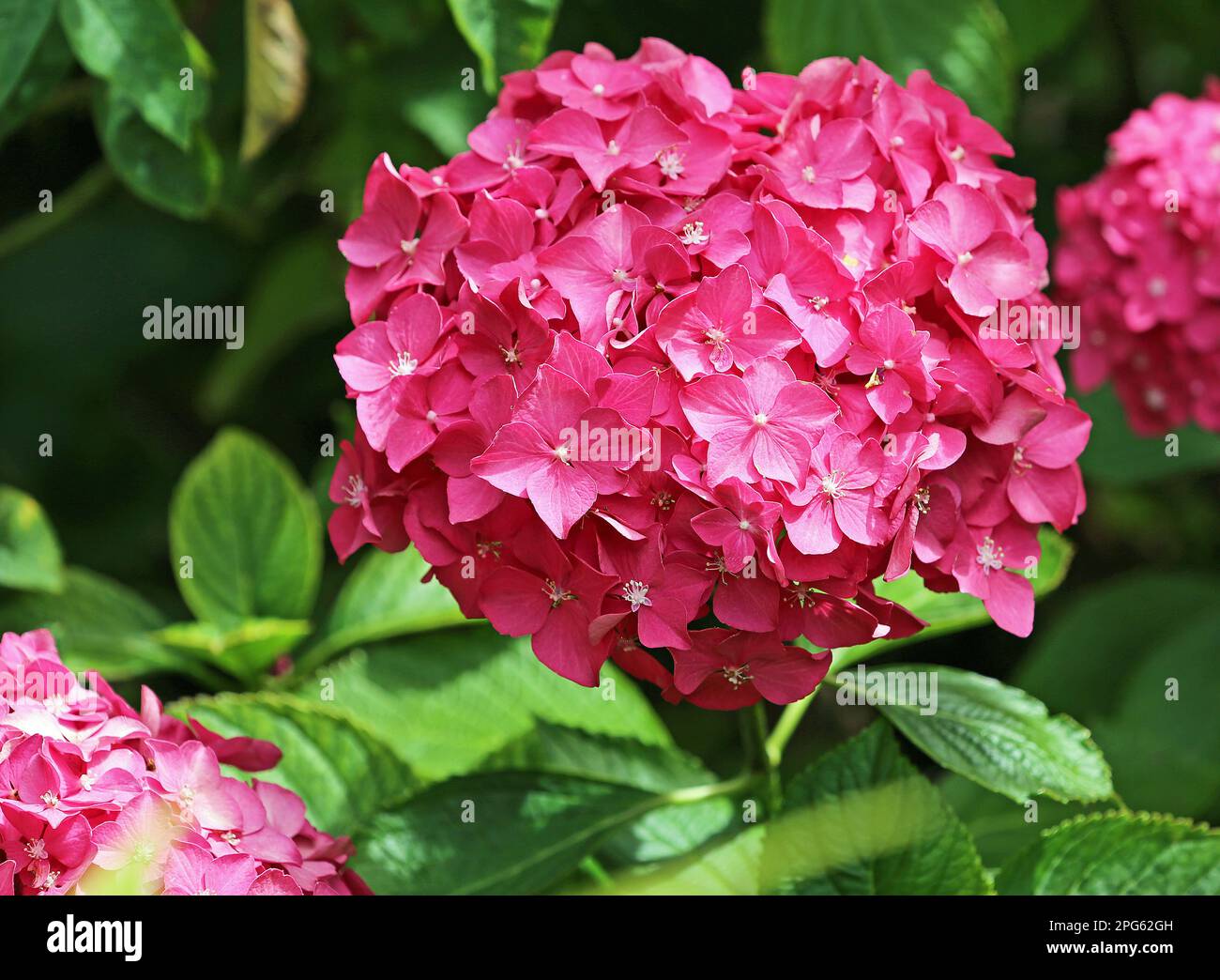 Hortensia hortensia hi-res stock photography and images - Alamy
