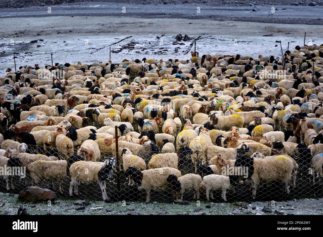 Cute flock of sheep in the snow beside the Duku Highway in Xinjiang ...