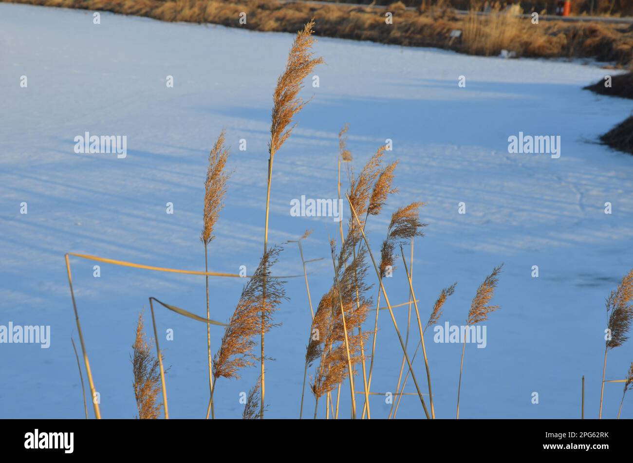 Reed marshes hi-res stock photography and images - Alamy