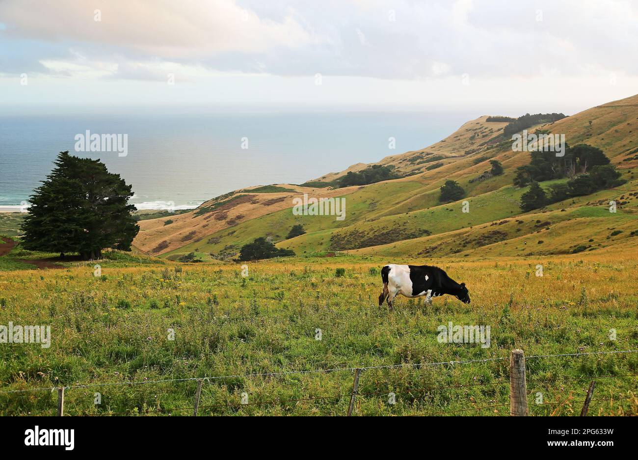 New zealand cattle mountains hi-res stock photography and images - Alamy