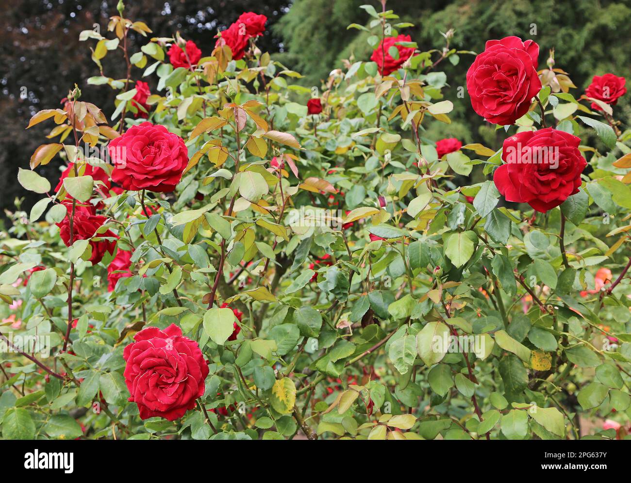 Bush of red Roses Stock Photo - Alamy