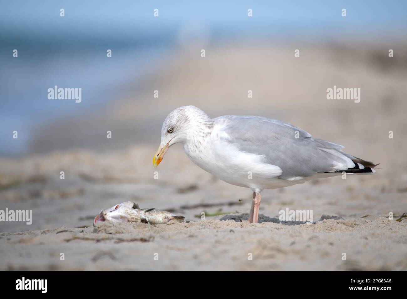 Dead carcass seagull sea hi-res stock photography and images - Alamy