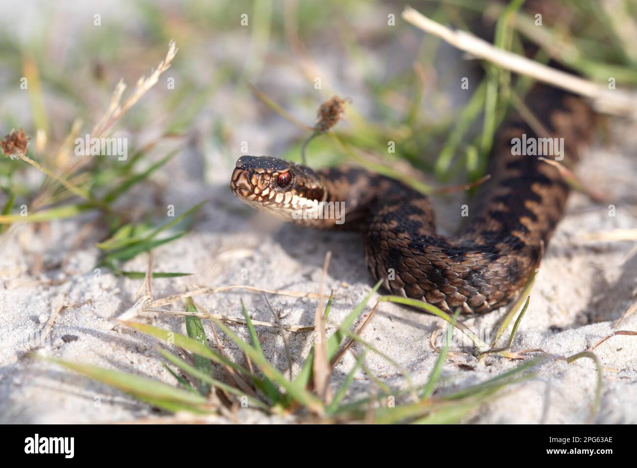 Common european viper (Vipera berus), on grass-covered sandy area ...