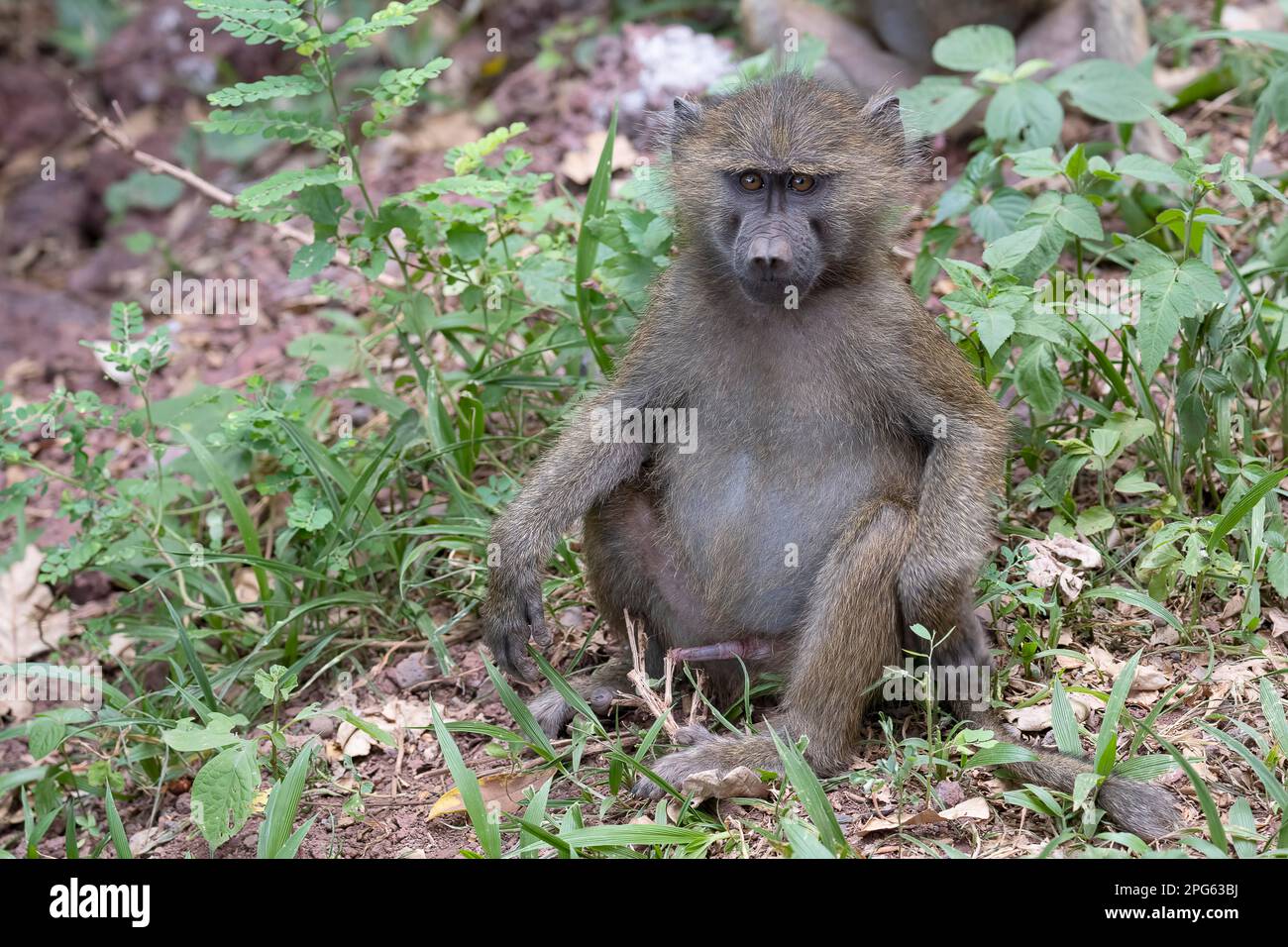 Olive baboon (Papio anubis), male, sitting, Lake Manyara National Park ...
