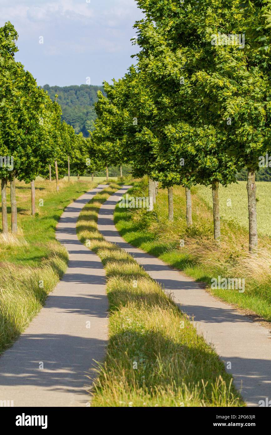 Field path lined with trees Stock Photo - Alamy