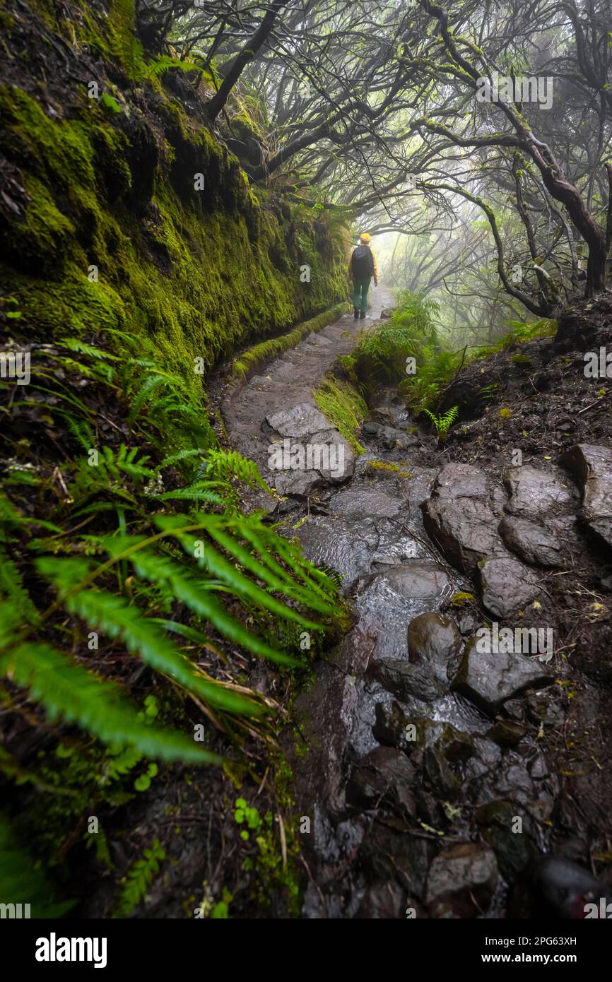 Hiker, Mystic forest with mist, Vereda Francisco Achadinha hiking trail ...