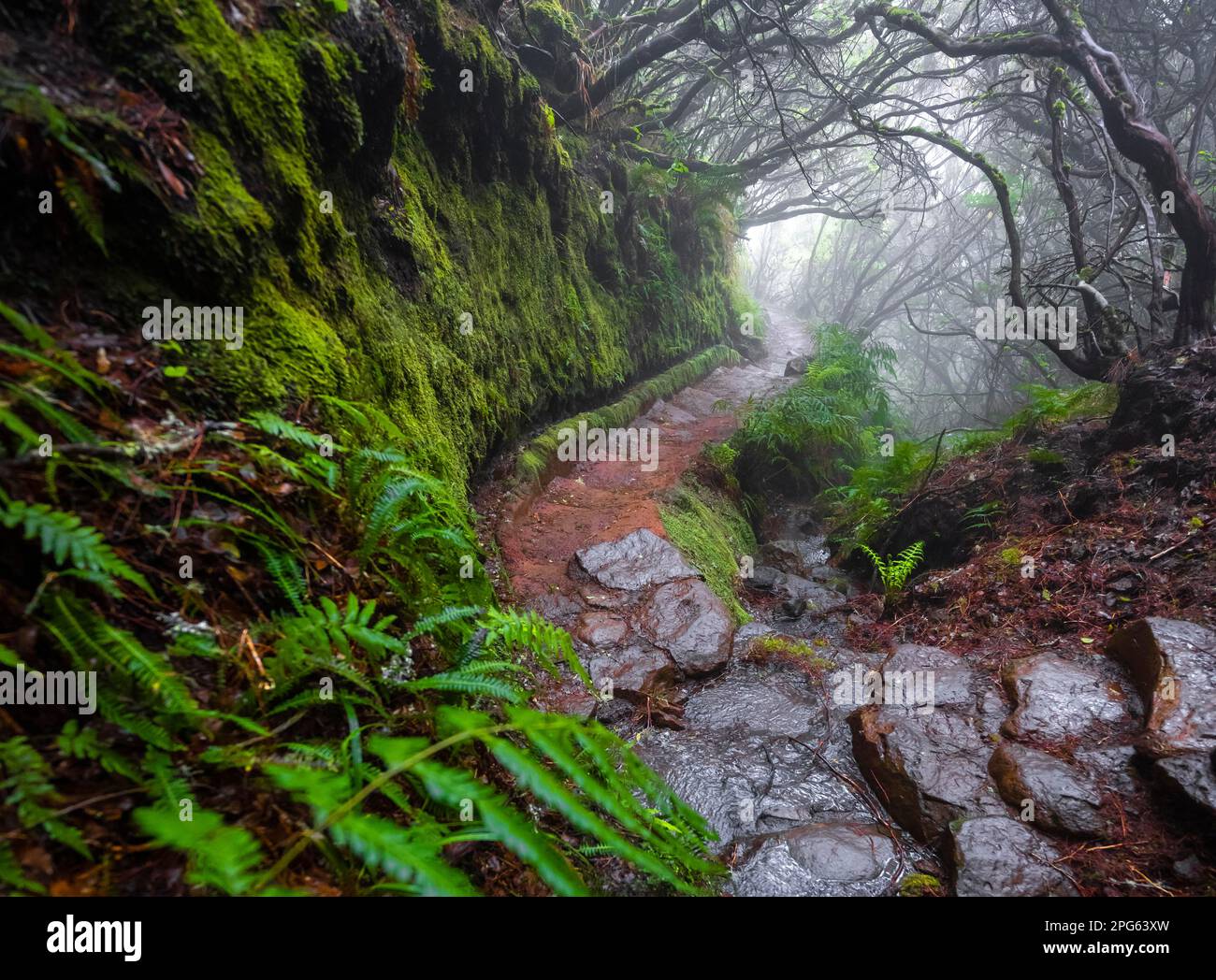 Mystic forest with mist, Vereda Francisco Achadinha hiking trail ...