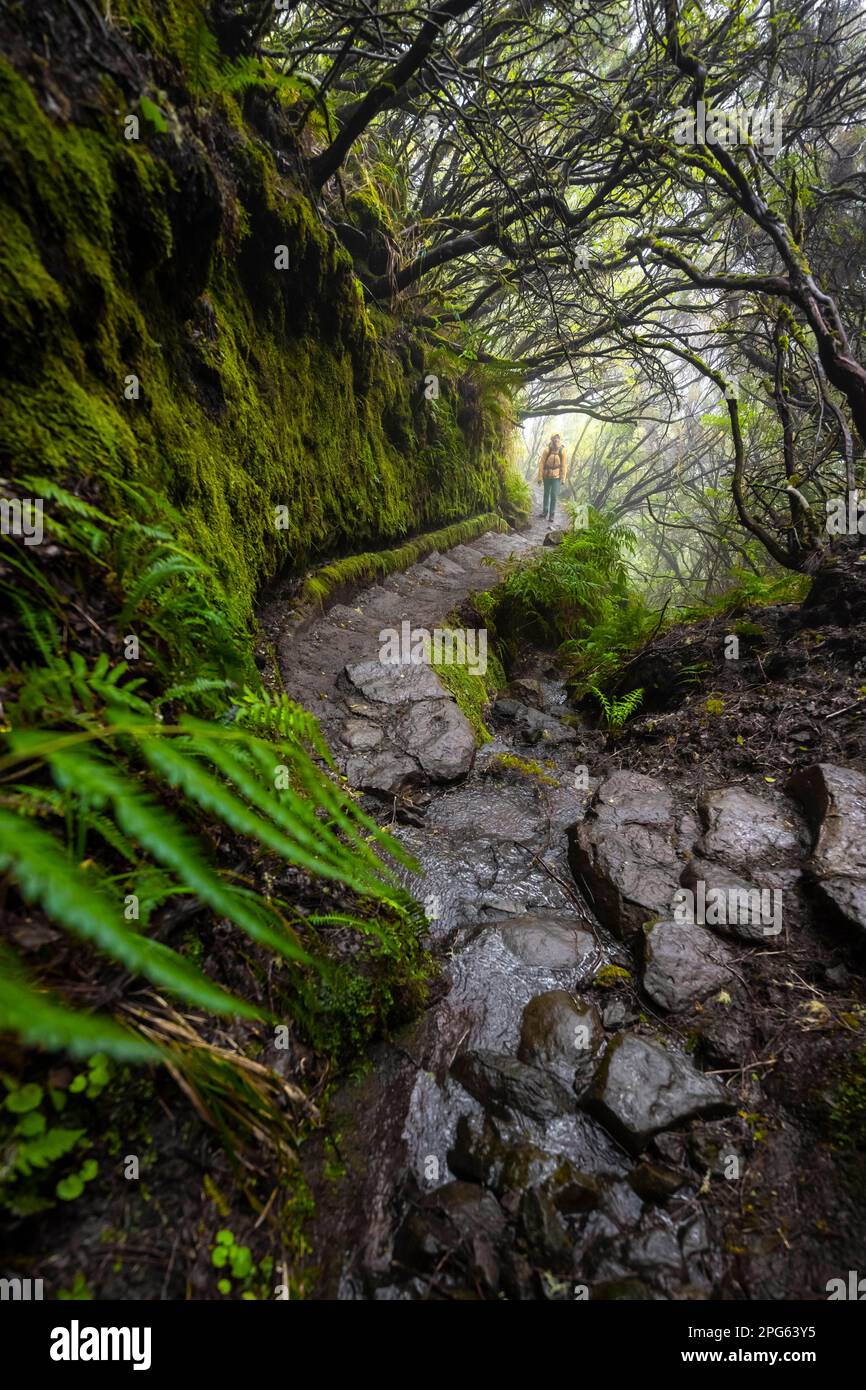 Hiker, Mystic forest with mist, Vereda Francisco Achadinha hiking trail ...