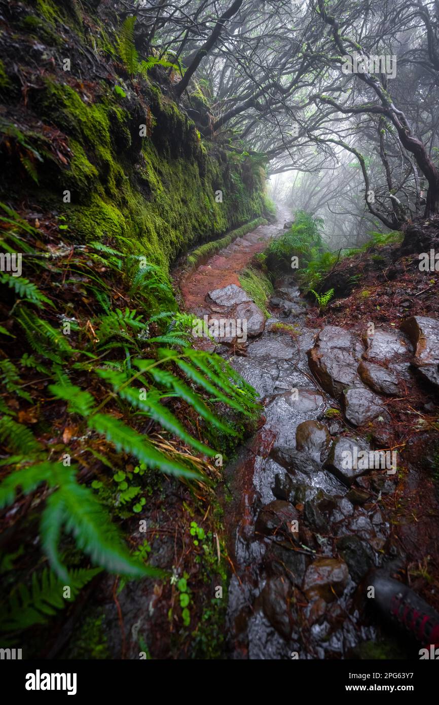 Mystic forest with mist, Vereda Francisco Achadinha hiking trail ...