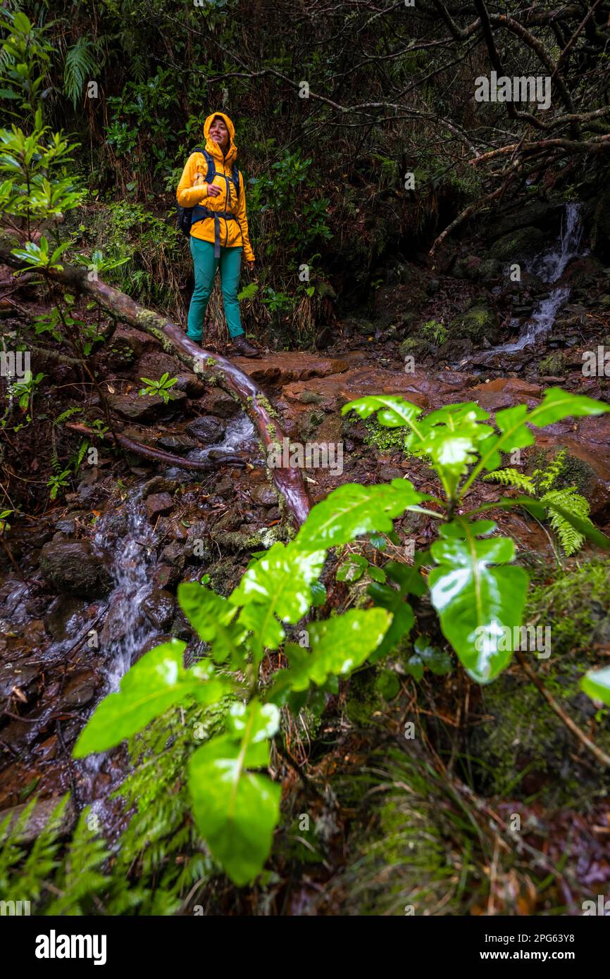 Hikers on a path in the forest, Vereda Francisco Achadinha hiking trail ...