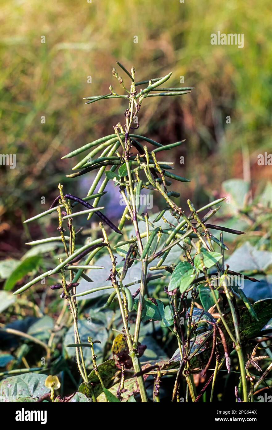Vigna radiate hi-res stock photography and images - Alamy