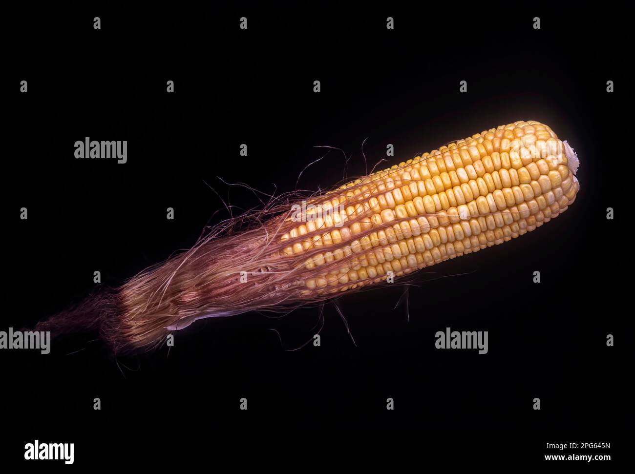 Maize Corns, India, Asia Stock Photo - Alamy