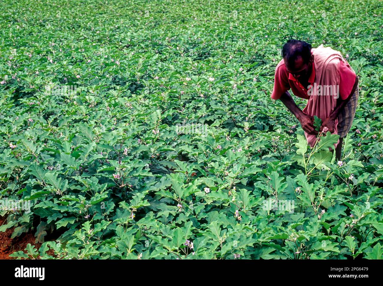 Brinjal Eggplant (Solanum melongena) farm in Oddanchatram ...