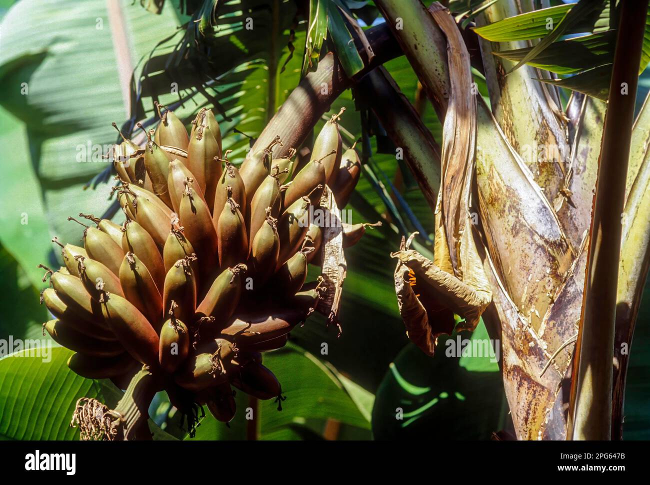 Fruit cluster of a red banana (Musa acuminata) plant in a plantation at ...