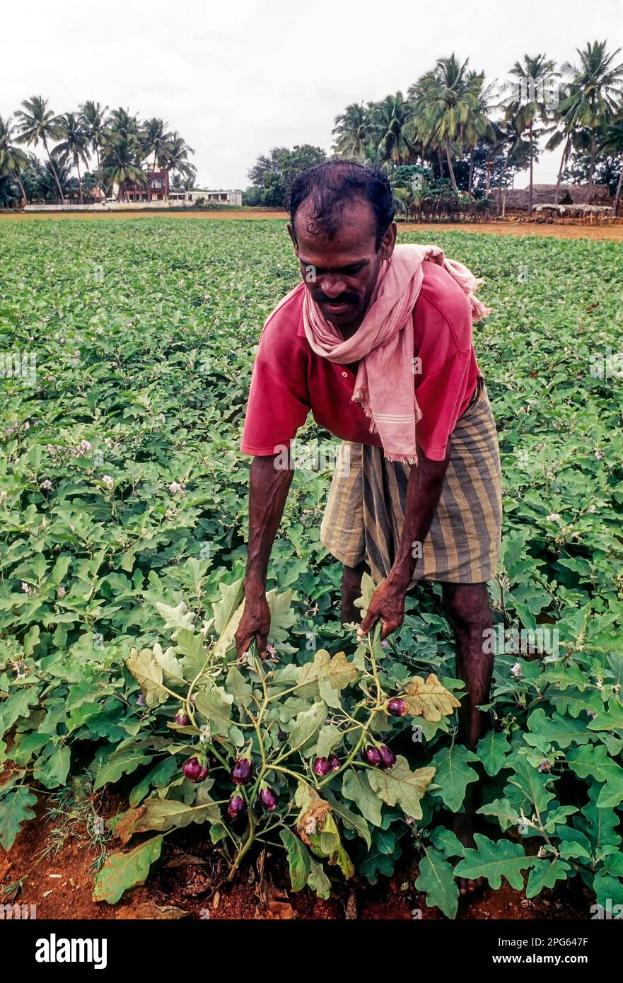 Brinjal Eggplant (Solanum melongena) farm in Oddanchatram ...