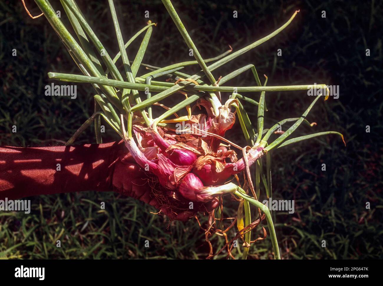 Indian onion hi-res stock photography and images - Alamy