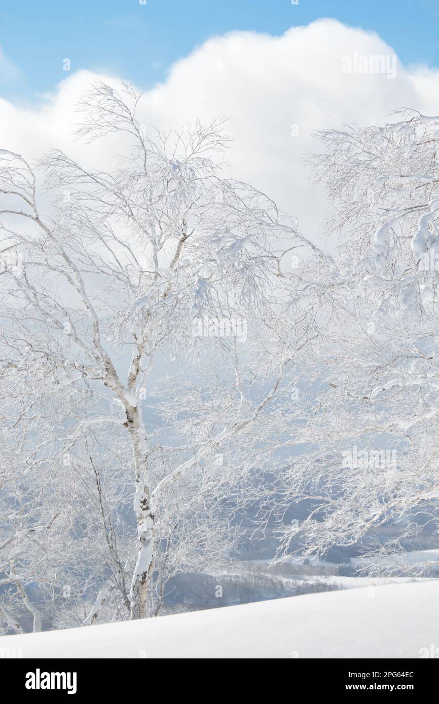 Snow covered trees on winter mountain above valley, Hokkaido, Japan ...