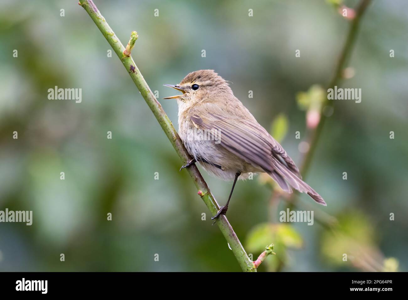 Sound sing hi-res stock photography and images - Alamy