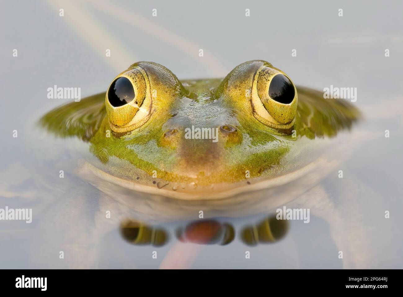 Green frog (Pelophylax esculentus), frontal, detail, animal portrait ...