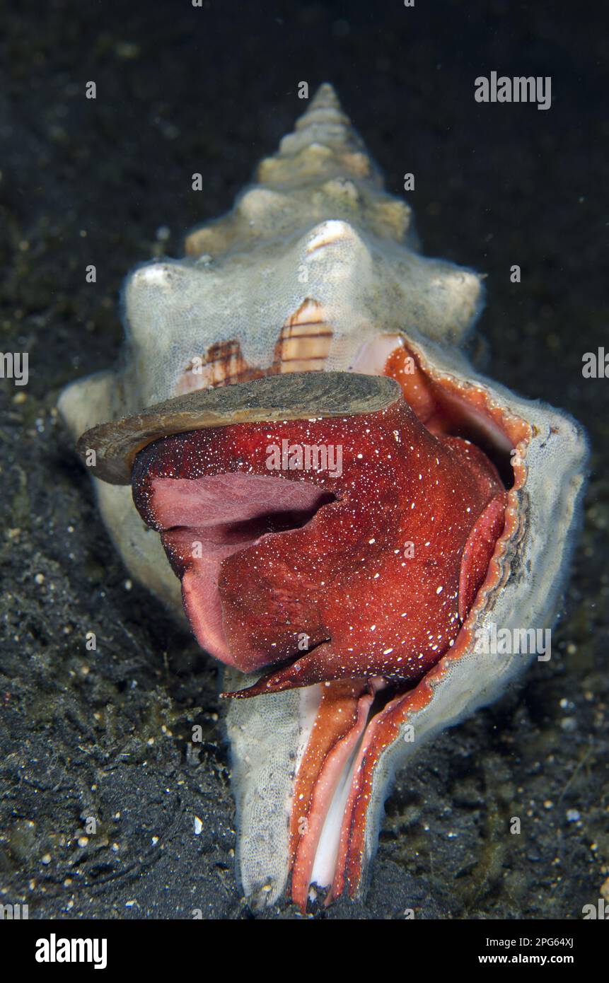 Trapezium ribbon snail, Trapezium ribbon snails, Other animals, Marine ...