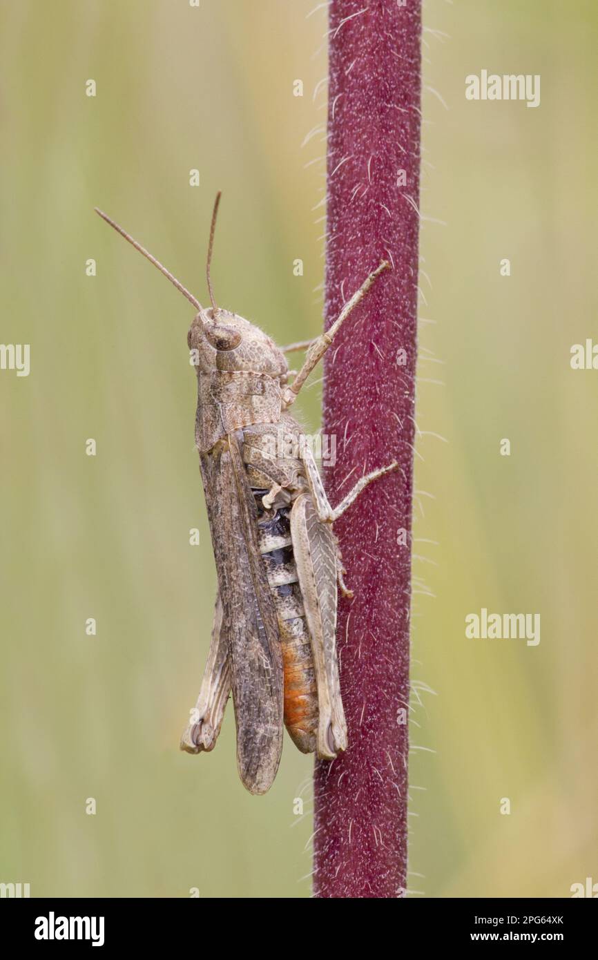 Common green grasshopper (Omocestus viridulus), Variegated Grasshopper ...