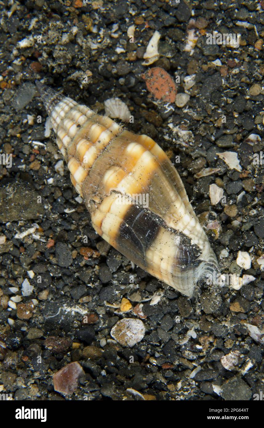 Spiny snail, Spiny snails, Other animals, Marine snails, Snails ...