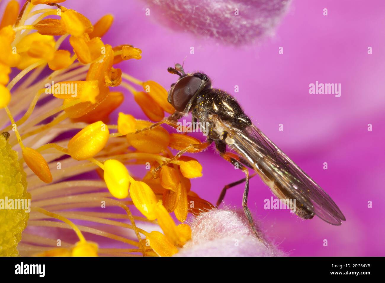 Black-headed hoverfly, Black-headed hoverfly, Black-headed hoverflies ...