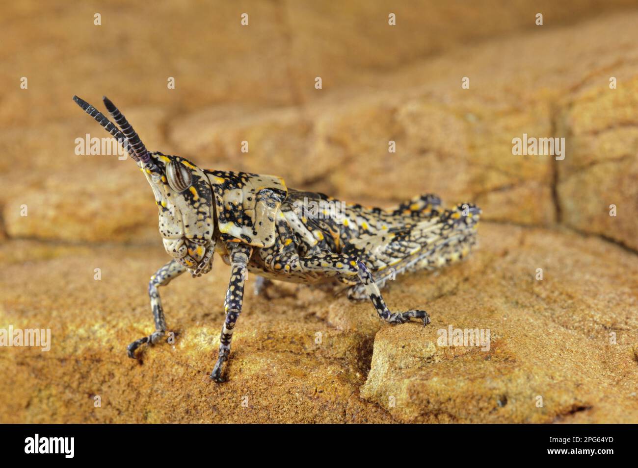 Foam grasshopper (Ochrophlebia sp.) subadult, standing on rock, Karoo ...