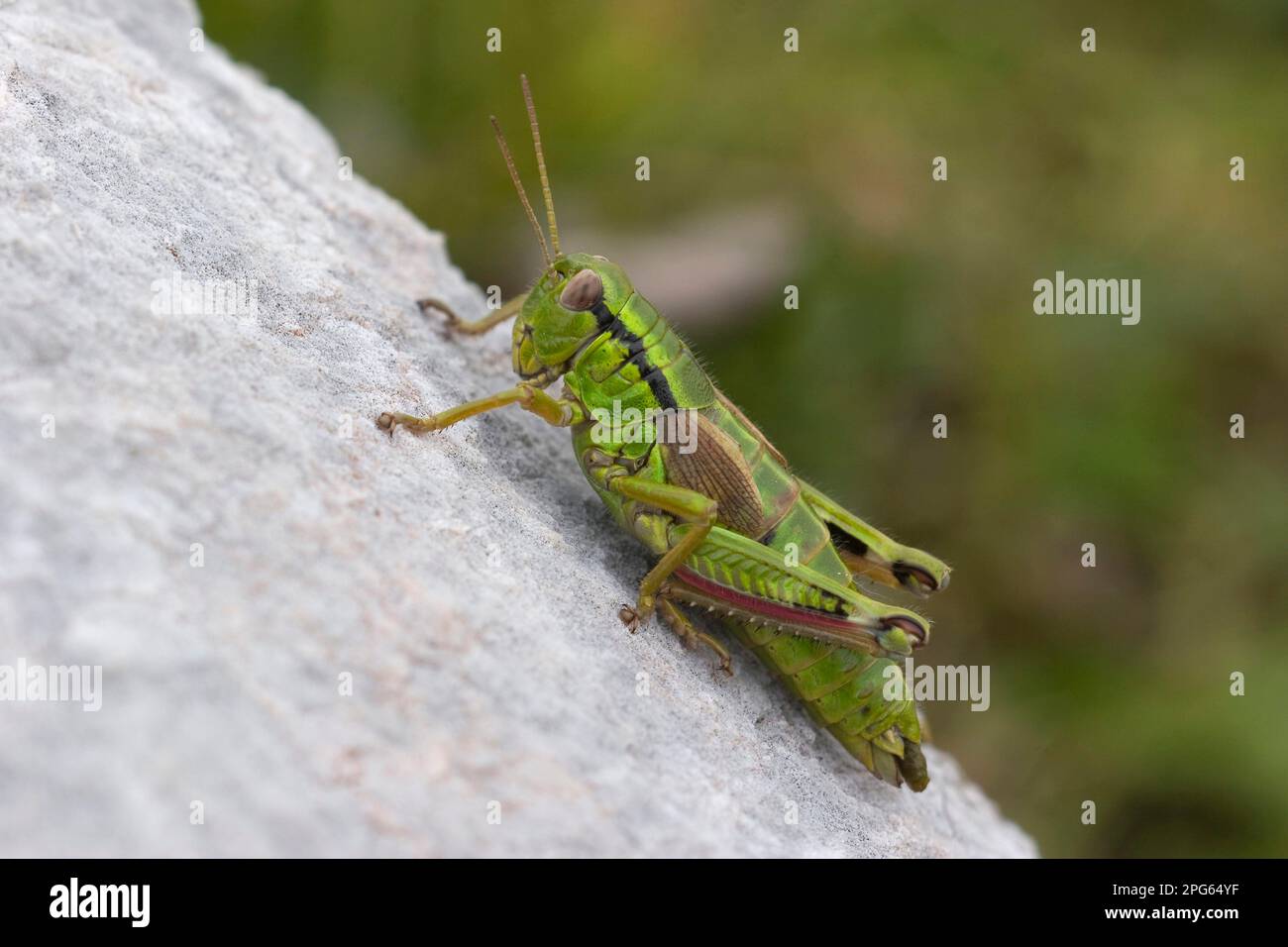 Alpine mountain grasshopper, green mountain grasshoppers (Miramella ...