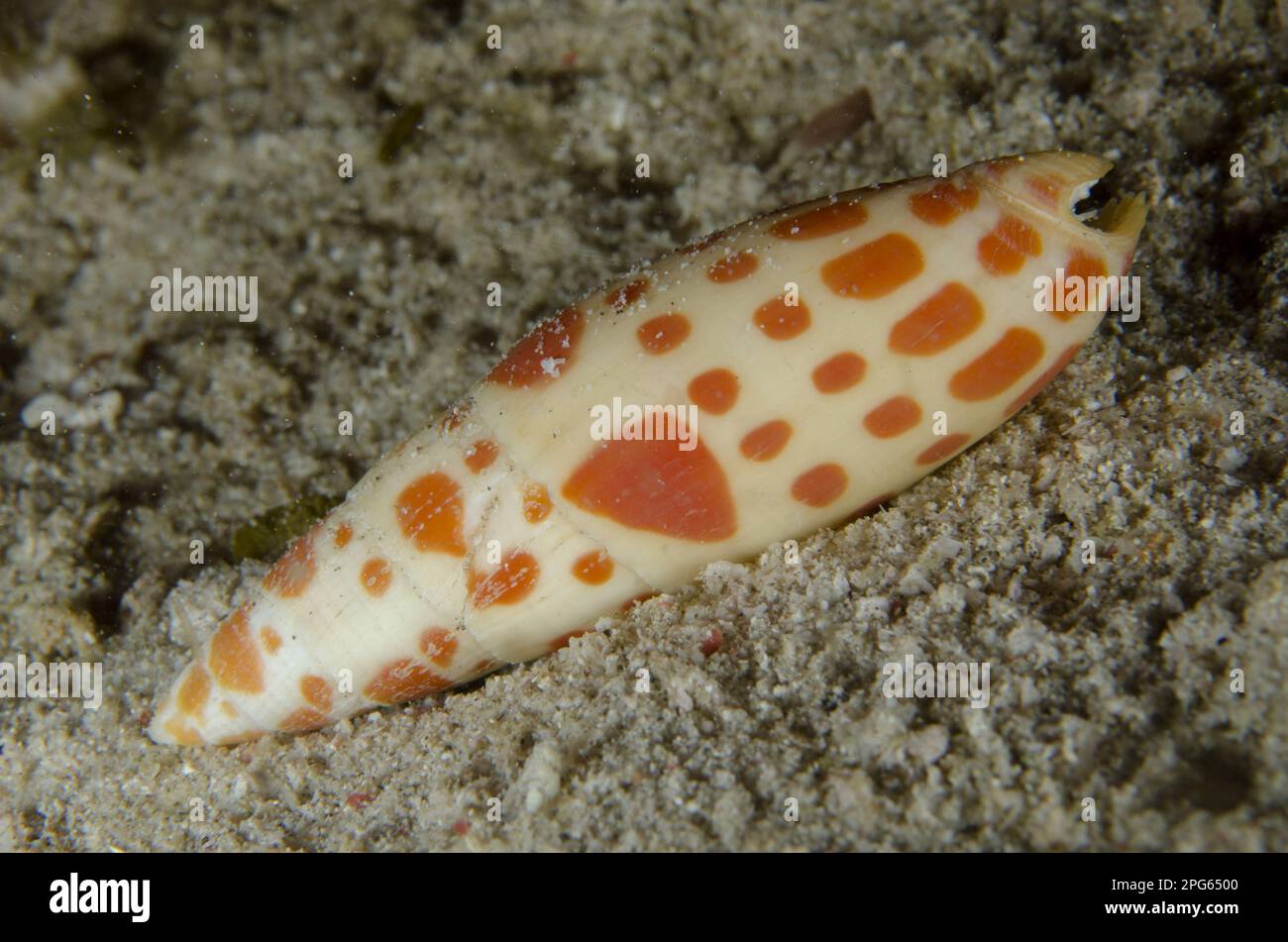 Mitre snail, Mitre snails, Other animals, Marine snails, Snails ...