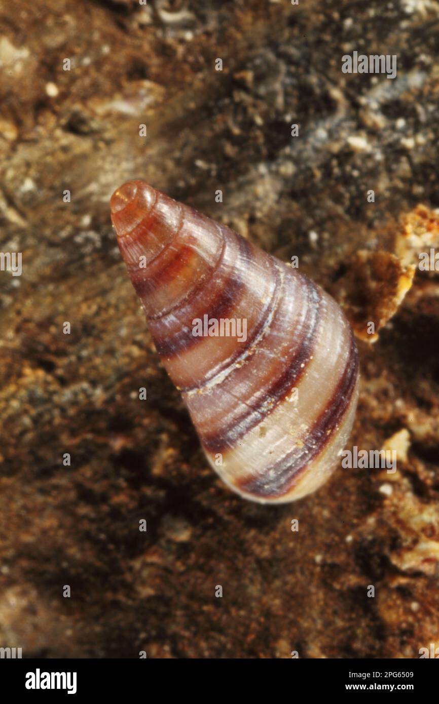 Other animals, Marine snails, Snails, Animals, Molluscs, Banded ...