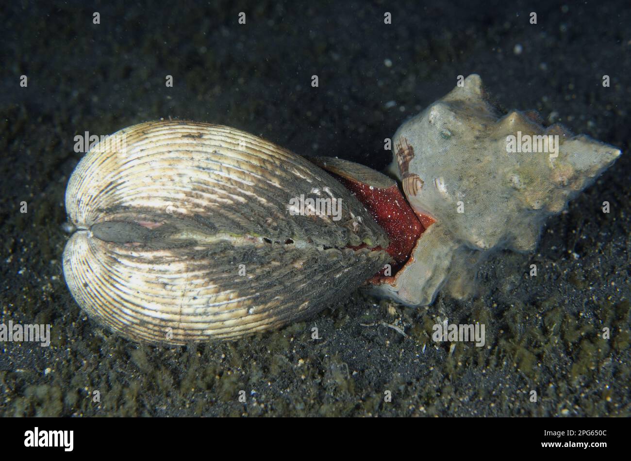 Trapezoidal horse mussel (Pleuroploca trapezium) adult, attacking ...