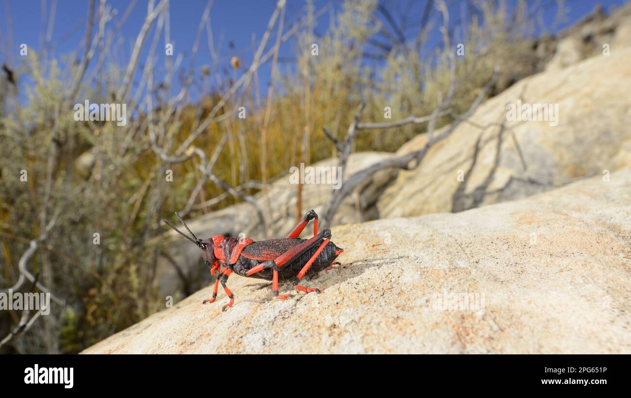 Koppie Foam Grasshopper (Dictyophorus spumans) adult, resting on rock ...
