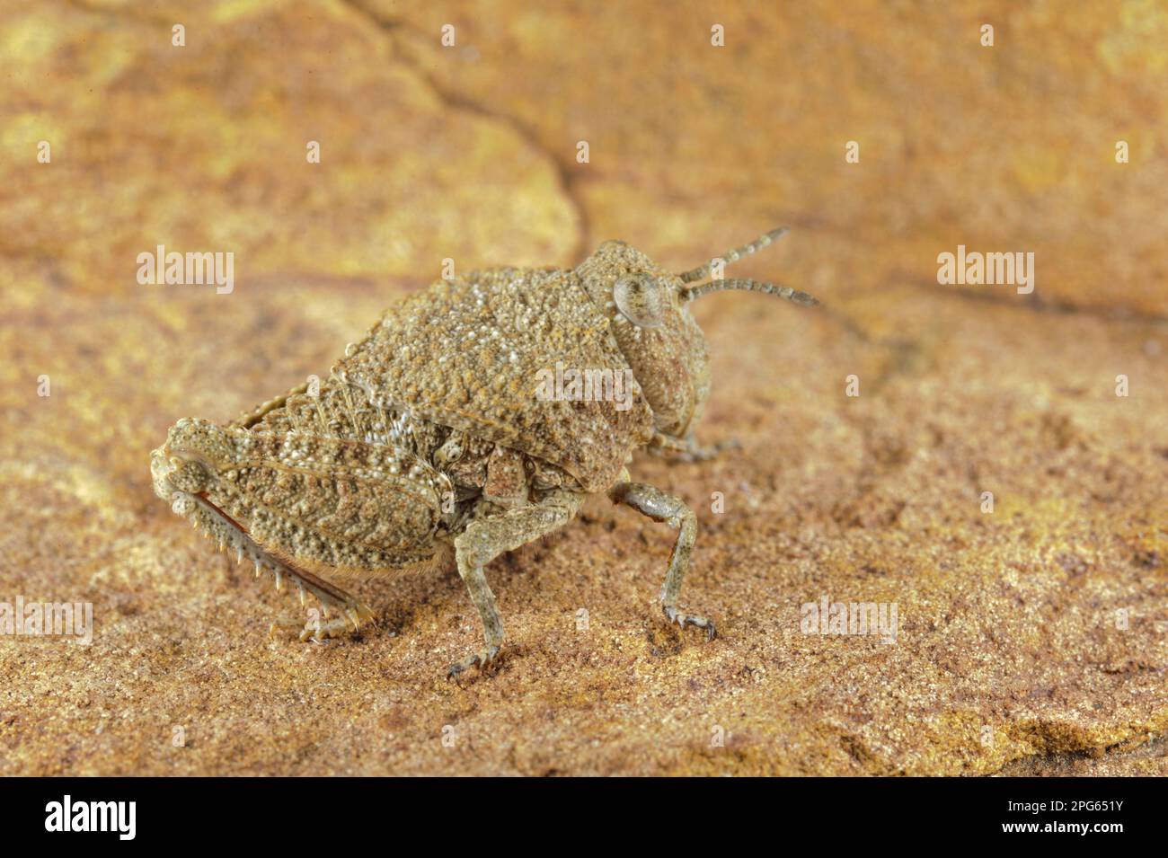 Grasshopper, Other animals, Insects, Animals, Toad Grasshopper ...
