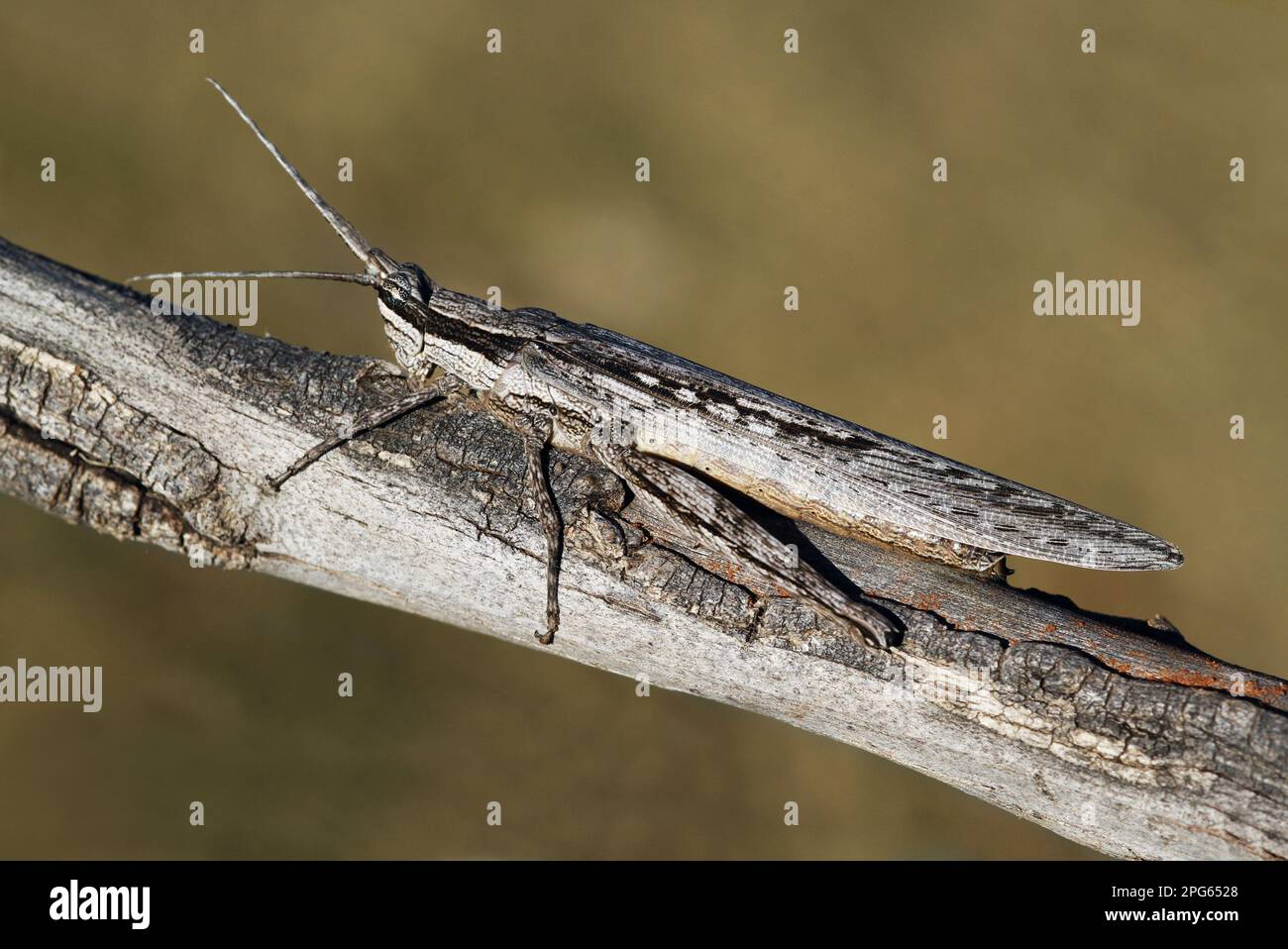 Bark-mimicking Grasshopper (Coryphistes ruricola) adult, camouflaged on ...