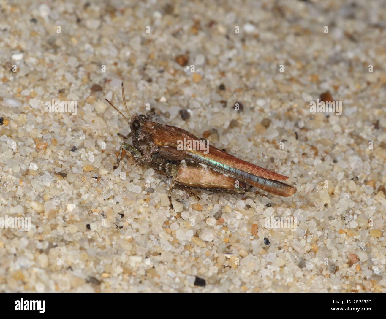 Cepero's groundhopper (Tetrix ceperoi), Western thorn-crickets ...