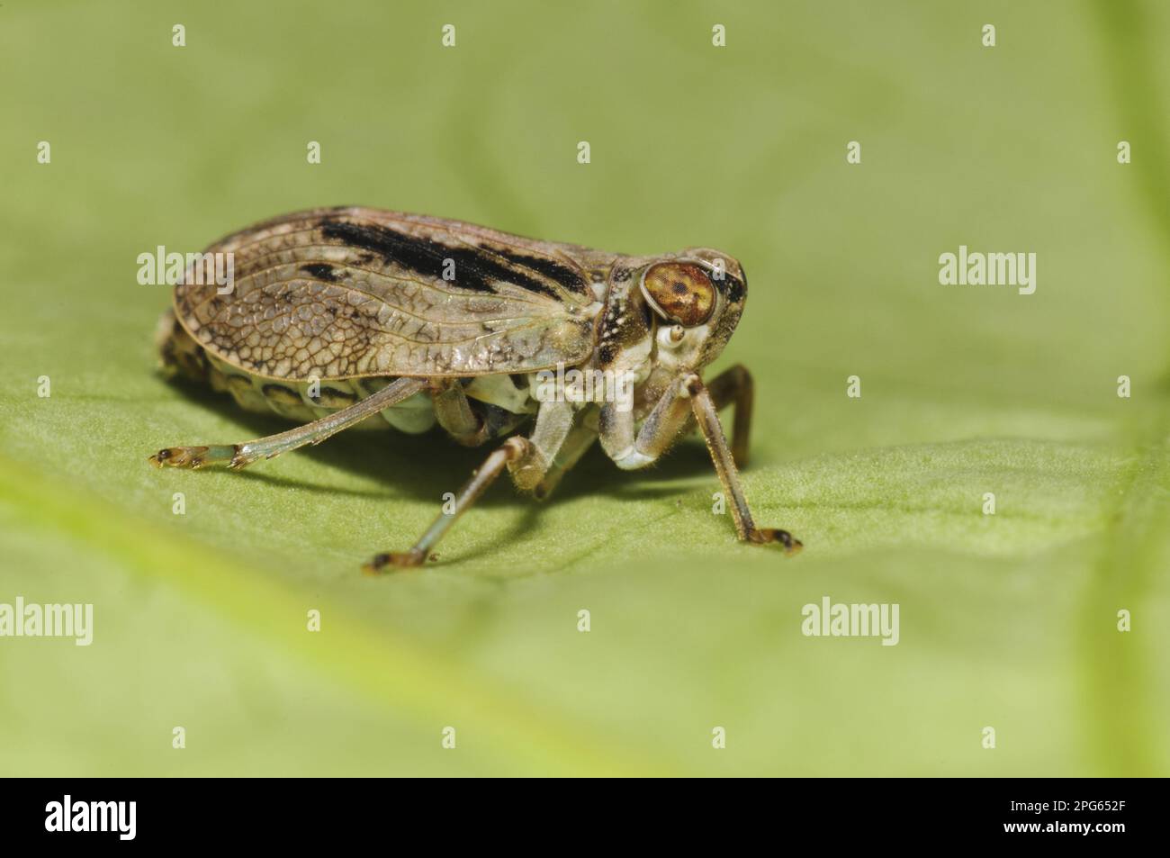 True beetle cicada (Issus coleoptratus), True beetle cicada, Cicada ...